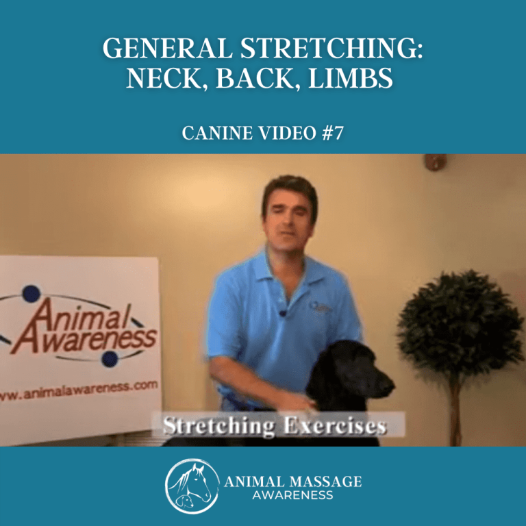 Canine Video 7 - General Stretching - Neck, Back and Limbs - Animal ...