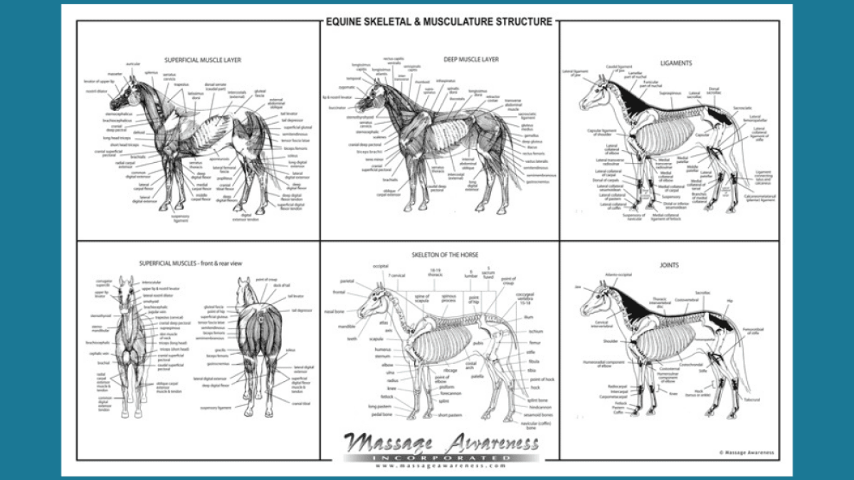 Equine Chart Mare Reproductive Anatomy Wall Chart