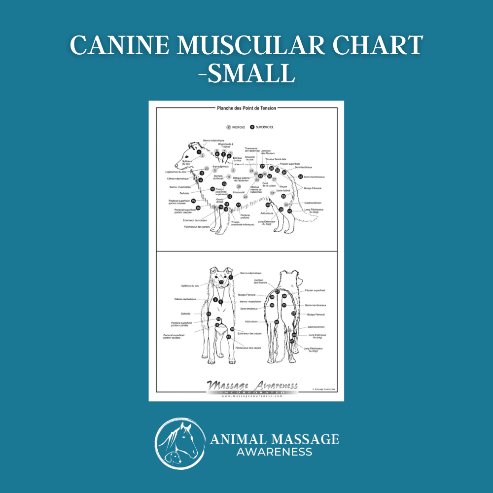 Canine Muscle Chart - Small (11" X 17") - Animal Massage Awareness