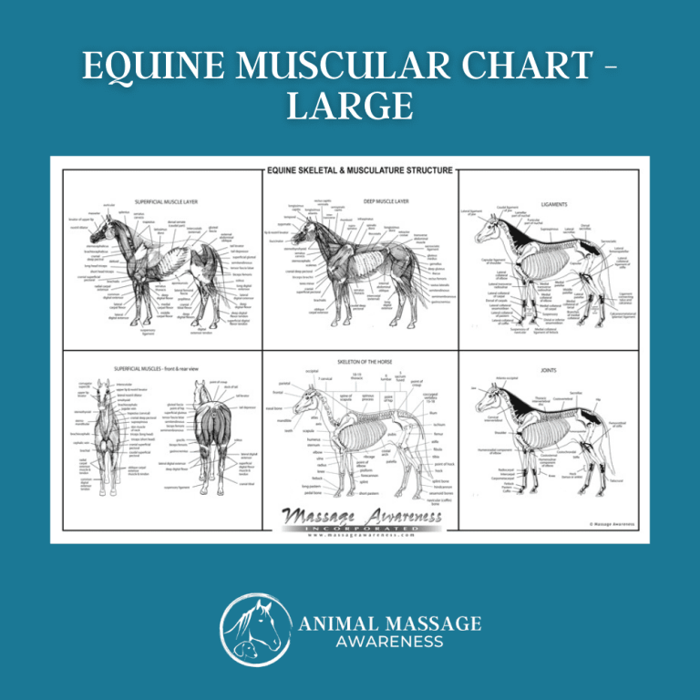 Equine Muscle Chart - Large - Animal Massage Awareness