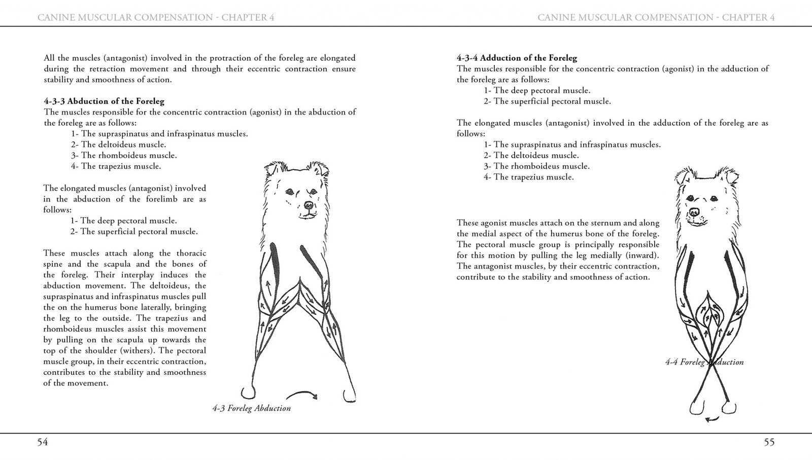 Canine Muscular Compensation (Hard copy book) - Animal Massage Awareness