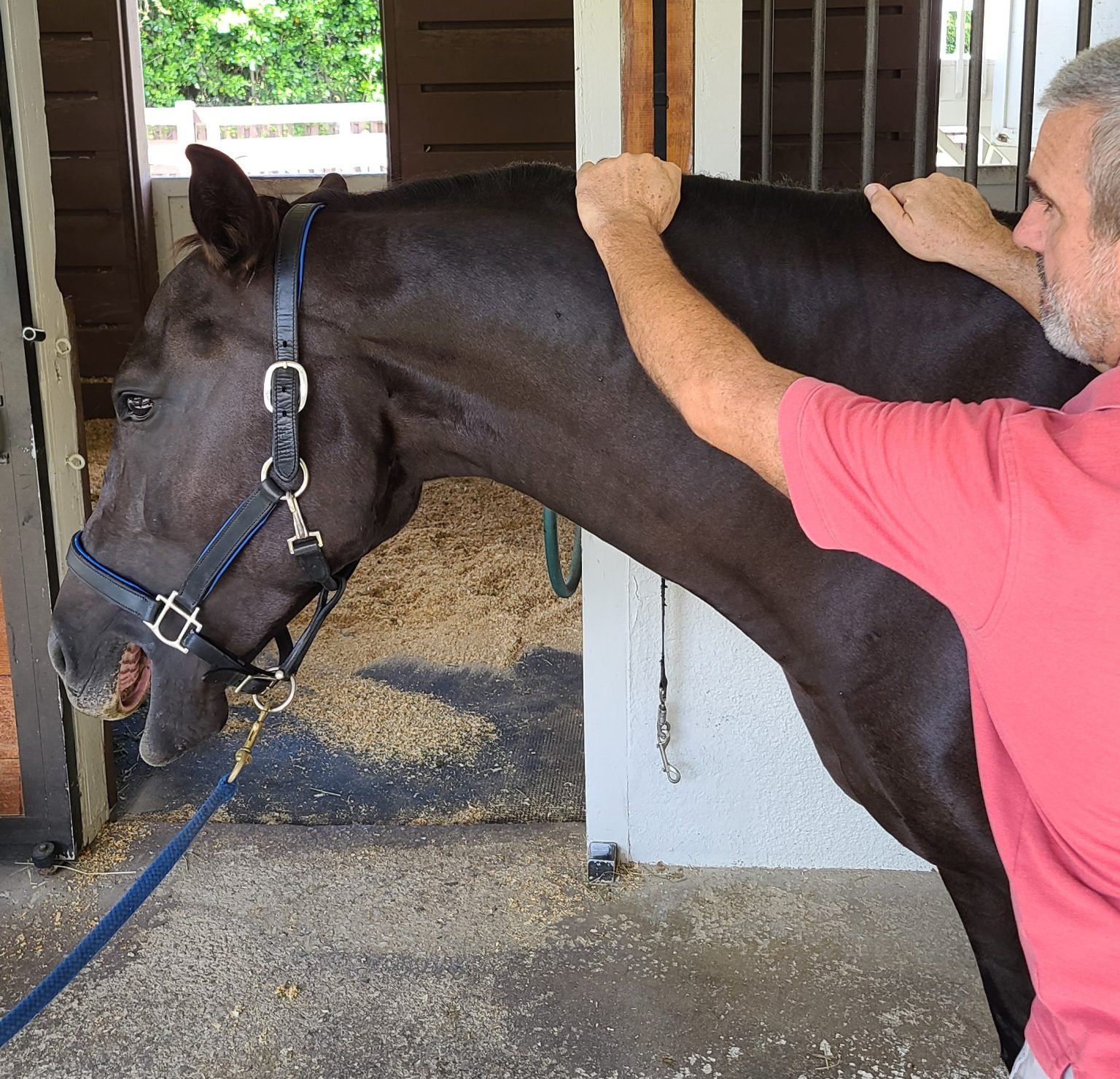 🇺🇸 Advanced Equine Massage Awareness - Module 2 - Animal Massage Awareness