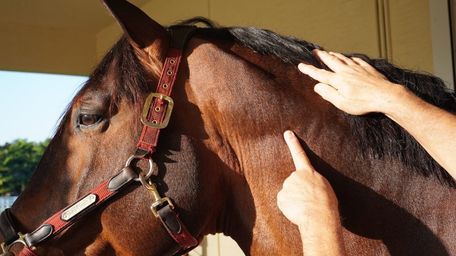 🇺🇸 Equine Massage Module 5 - The 40 Stress Points Detailed Outline ...